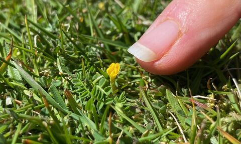 Orange bird's-foot | Isles of Scilly Wildlife Trust