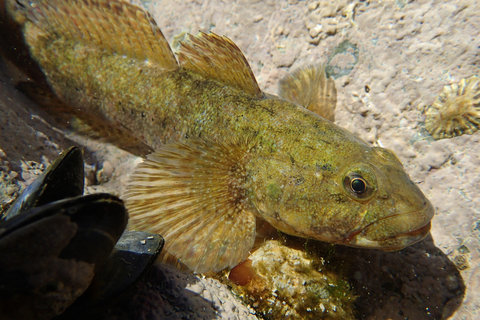 Giant goby | Isles of Scilly Wildlife Trust