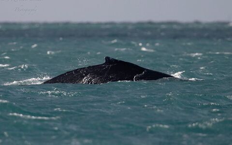 Winter on Scilly | Isles of Scilly Wildlife Trust