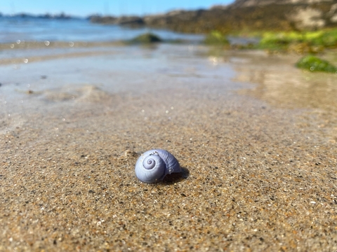 Violet sea snails scattered on Scilly beaches | Isles of Scilly ...
