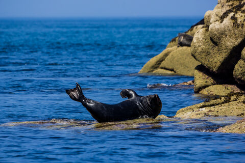How to watch seals on Scilly | Isles of Scilly Wildlife Trust
