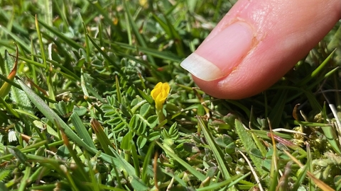 Rushy Bay & Heathy Hill | Isles of Scilly Wildlife Trust