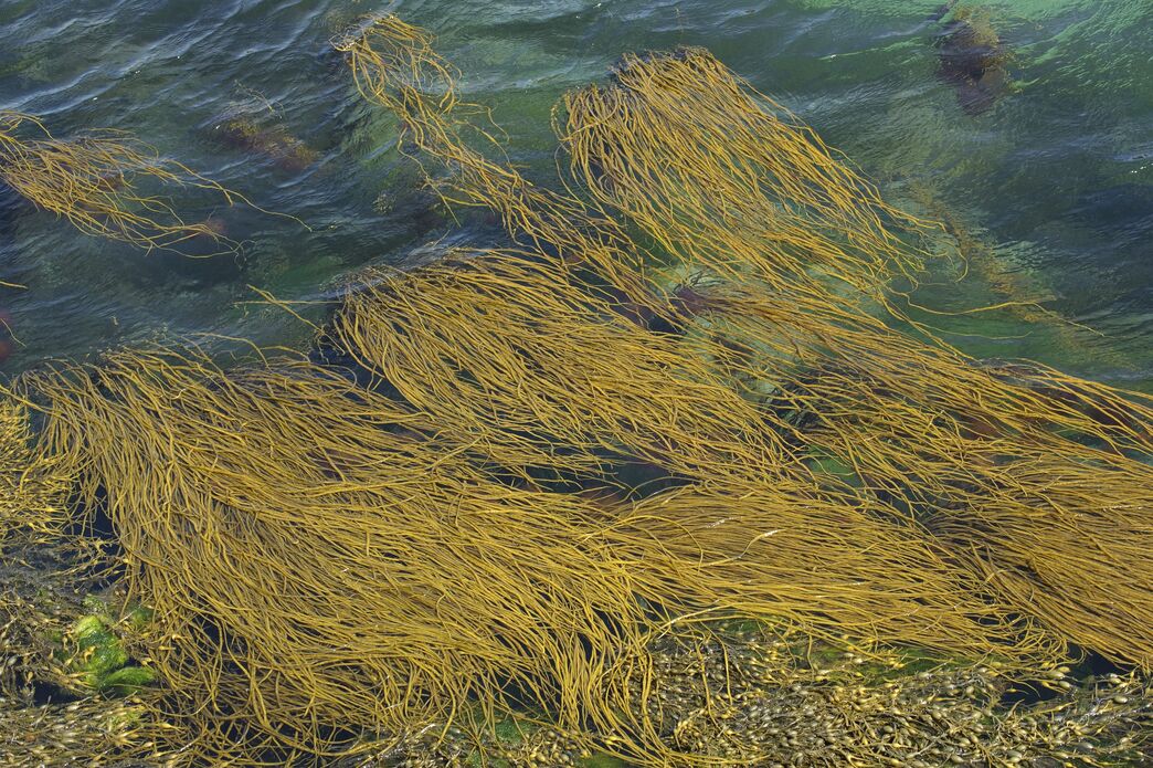 Scilly's seaweeds | Isles of Scilly Wildlife Trust