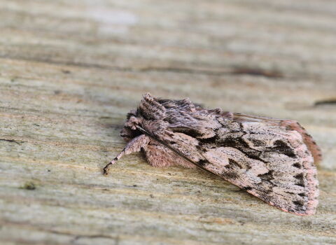 Early grey | Isles of Scilly Wildlife Trust